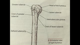 What Muscles Attach To The Intertubercular Groove