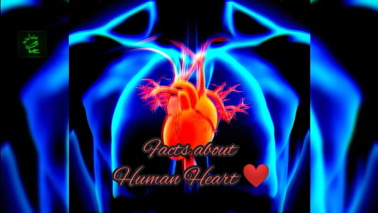 Facts About Human Heart Youtube
