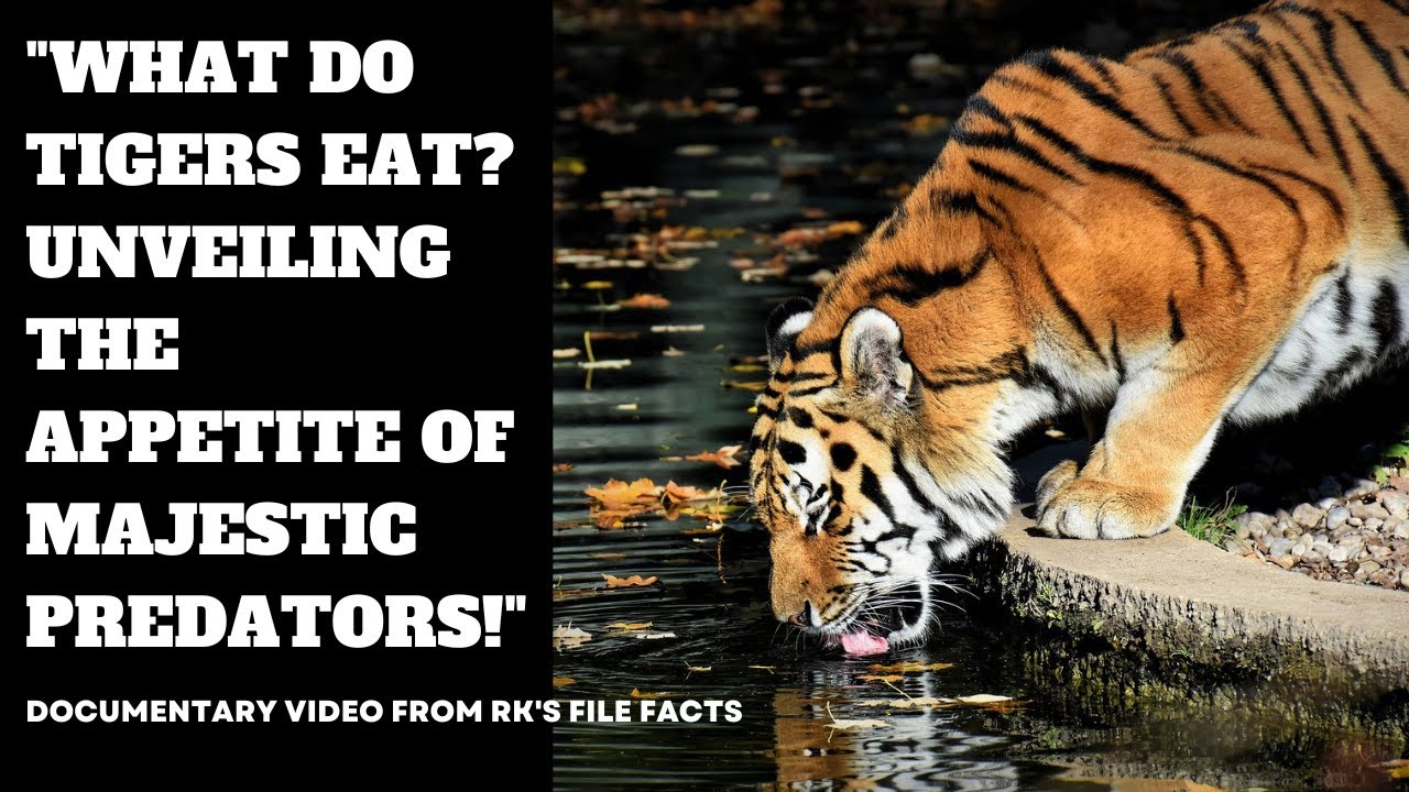 What Do Tigers Eat Unveiling the Appetite of Majestic Predators! - YouTube
