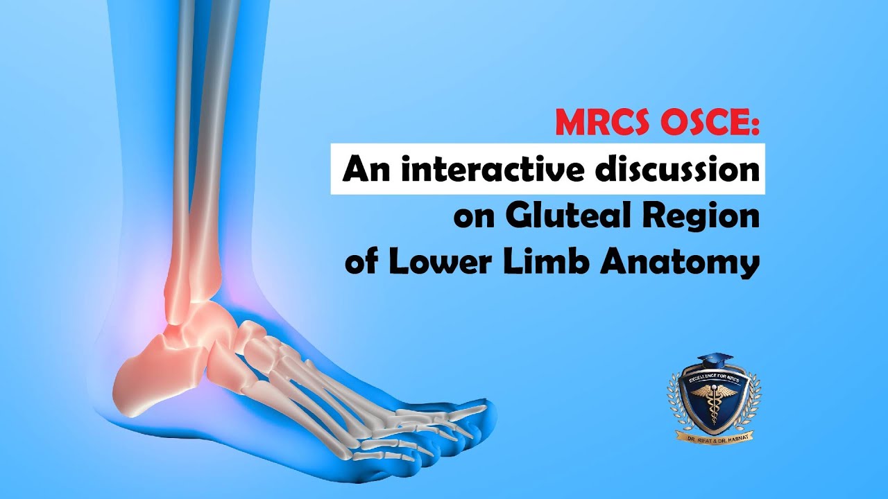 MRCS OSCE: An interactive discussion on Gluteal Region of Lower Limb ...