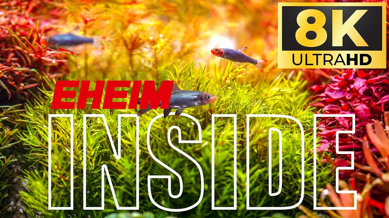 Inside the Planted Aquarium 8K | Presented by EHEIM - YouTube