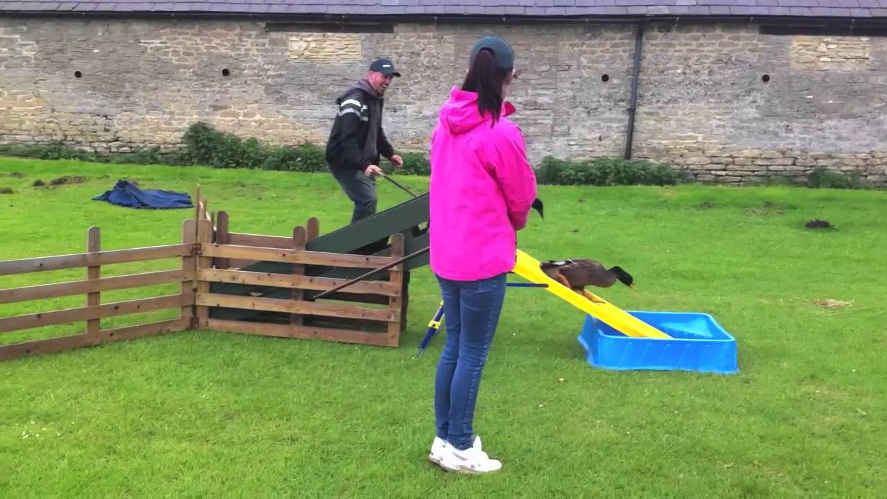 Duck Herding Obstacle Course - YouTube