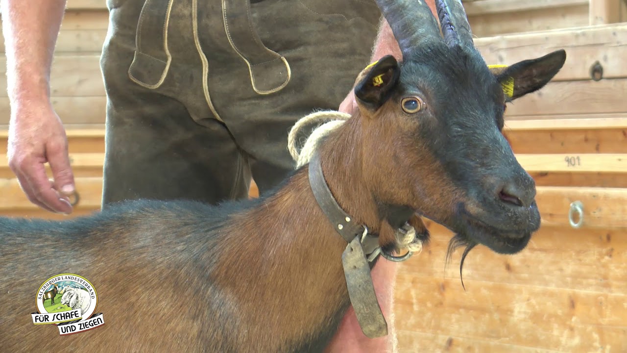 Pinzgauer Ziege - YouTube