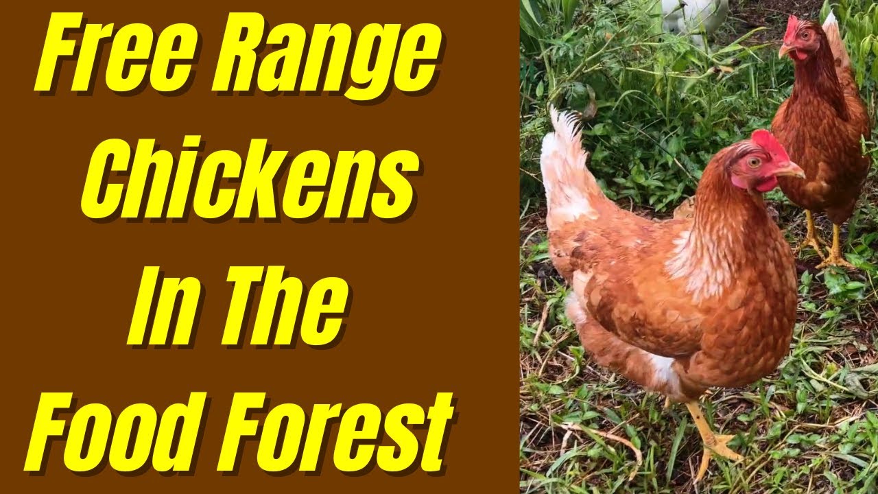 FREE RANGE CHICKENS In The Food Forest - YouTube