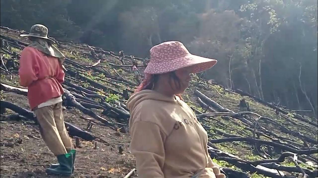 hnub no peb mus cog nplej kho siab kawg - YouTube