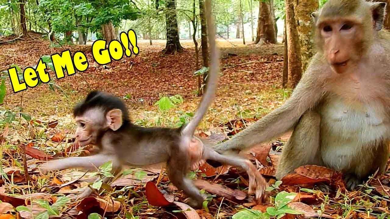 Please let Me Go!!! This Baby Tried To Run Away From This Monkey To Get ...