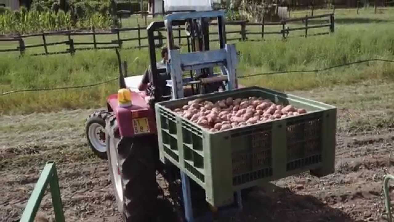 Raccolta delle patate - YouTube
