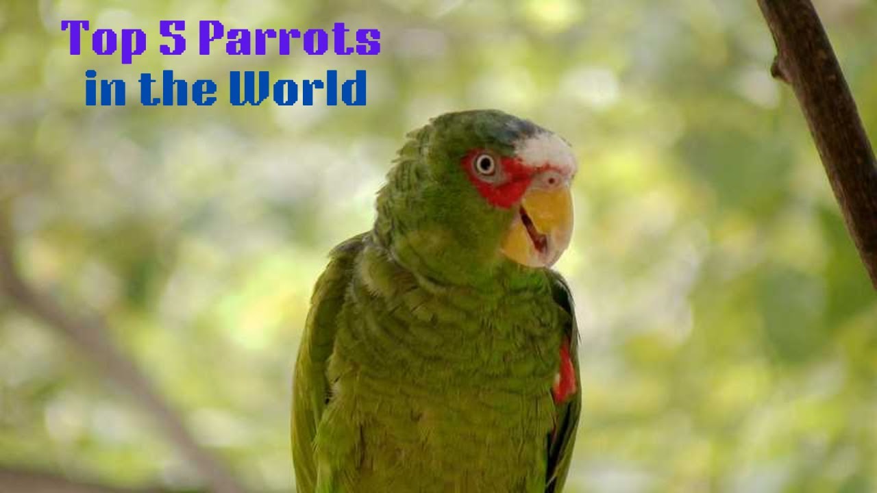 Top 5 Parrots in the World #Parrots #WildlifeDocumentary #NatureLovers ...
