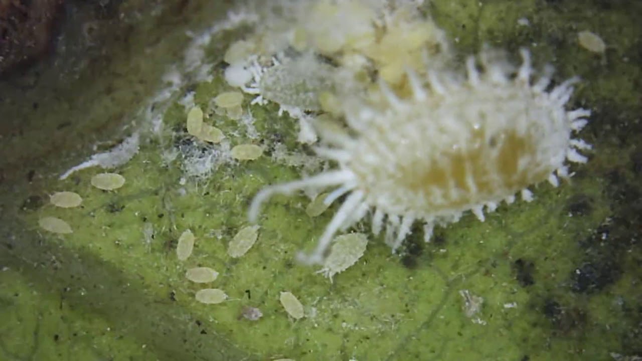 Mealy Bug is a serious pest on cashew nut flower and Fruits. - YouTube