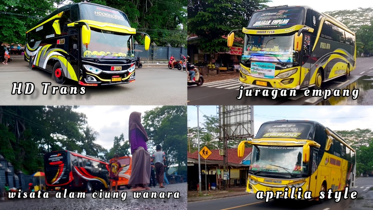 HUNTING BUS TELOLET BASURI || juragan empang .aprilia style , ciung ...