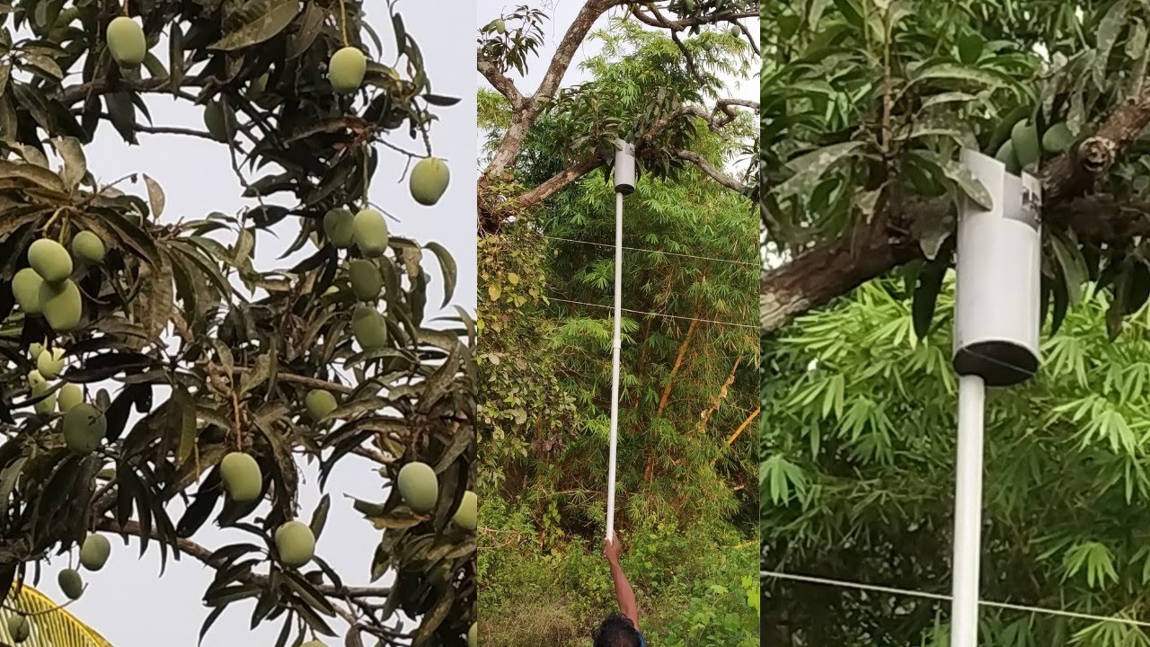 How to make fruits Picker from PVC pipe // Home made Mango Picker ...