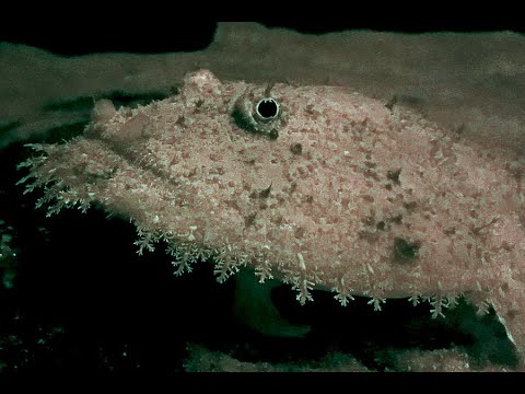 アンコウ Blackmouth angler Lophiomus setigerus - YouTube