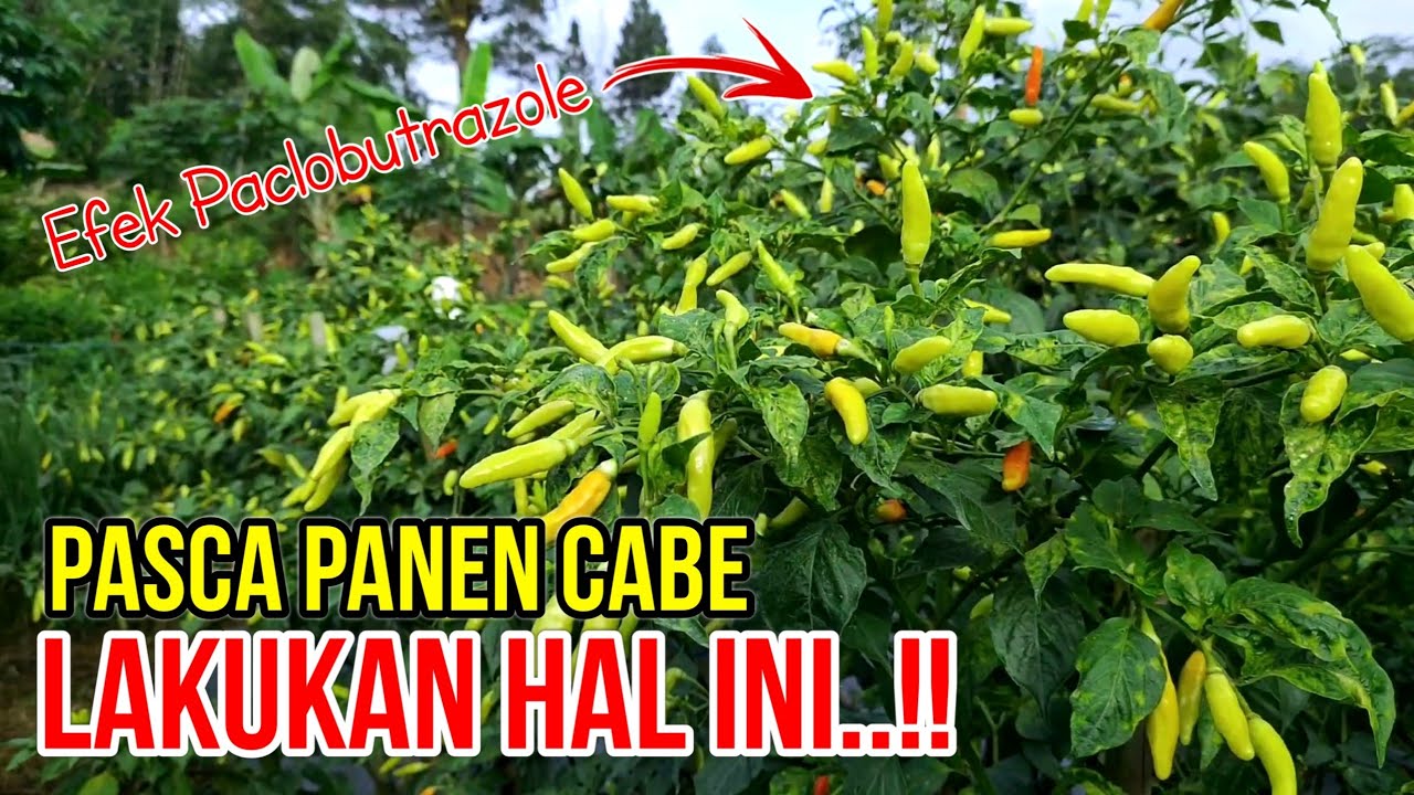 WAJIB DAN HARUS SEPRAY..!! PERAWATAN CABE SETELAH PEMETIKAN BIAR CABE ...