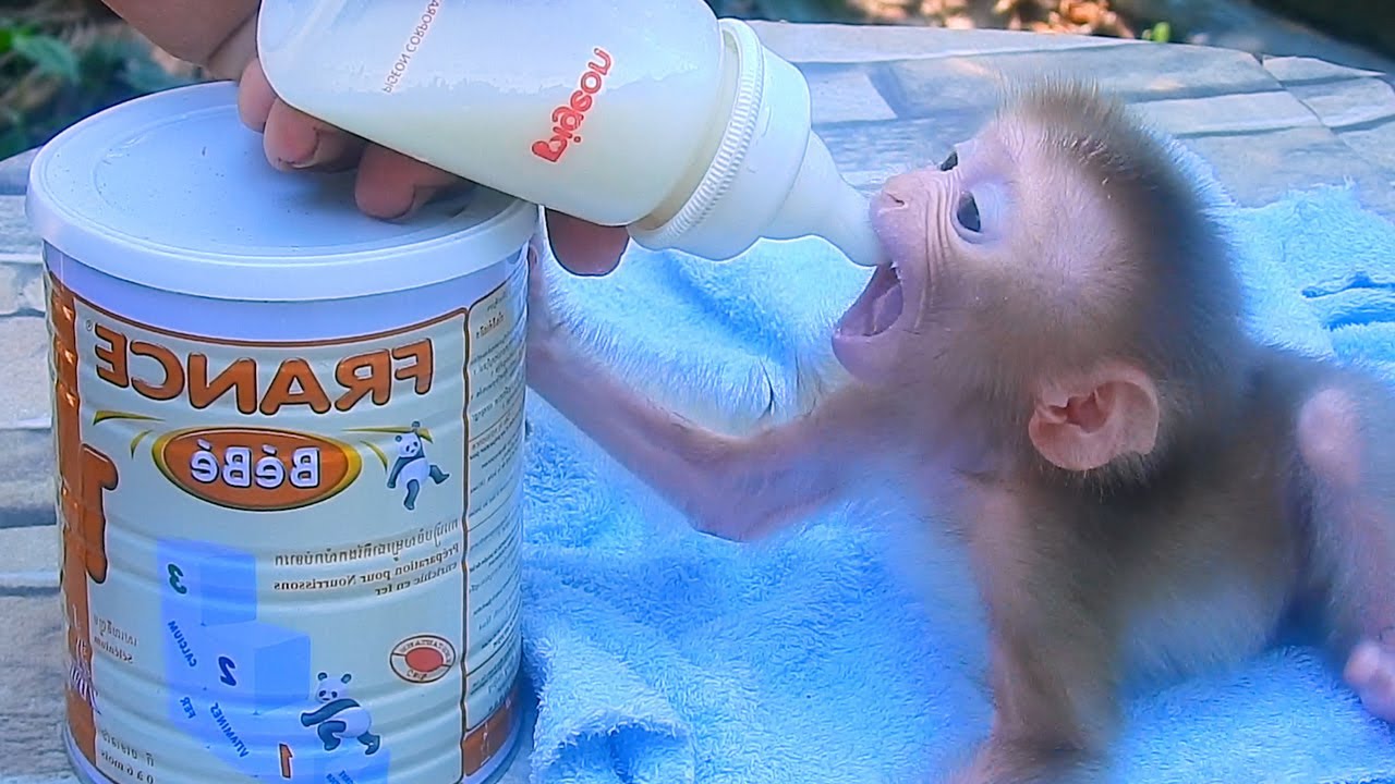Baby Angry Milk .. Luna Can Not Drink Slow.. Slow..!! - YouTube