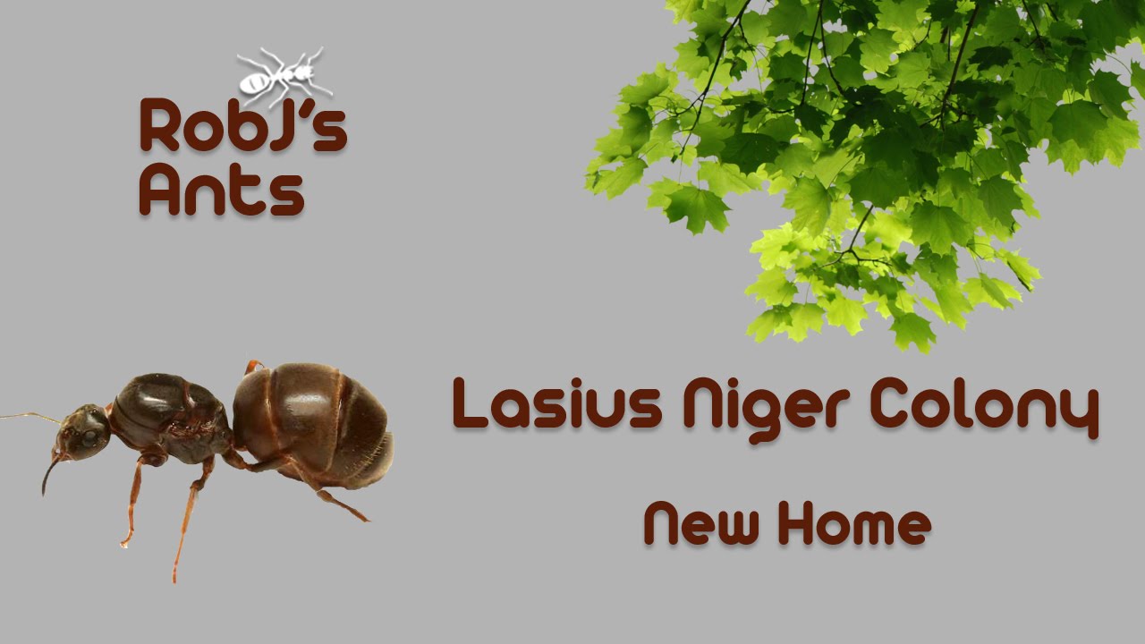 New Home For My Lasius Niger Colony - YouTube