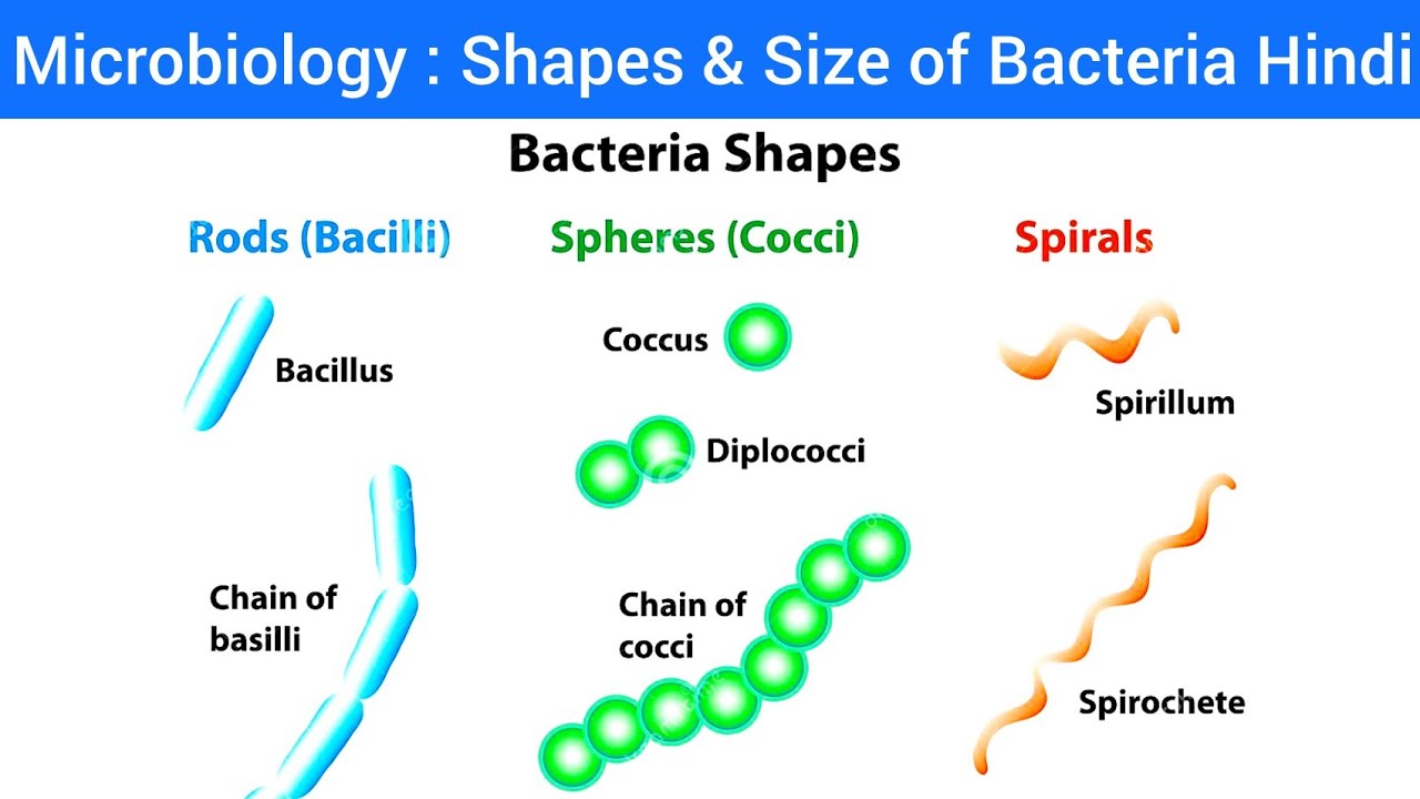 L-5 Microbiology - Shape & Size of Bacteria | Shape & Size of Microbes ...
