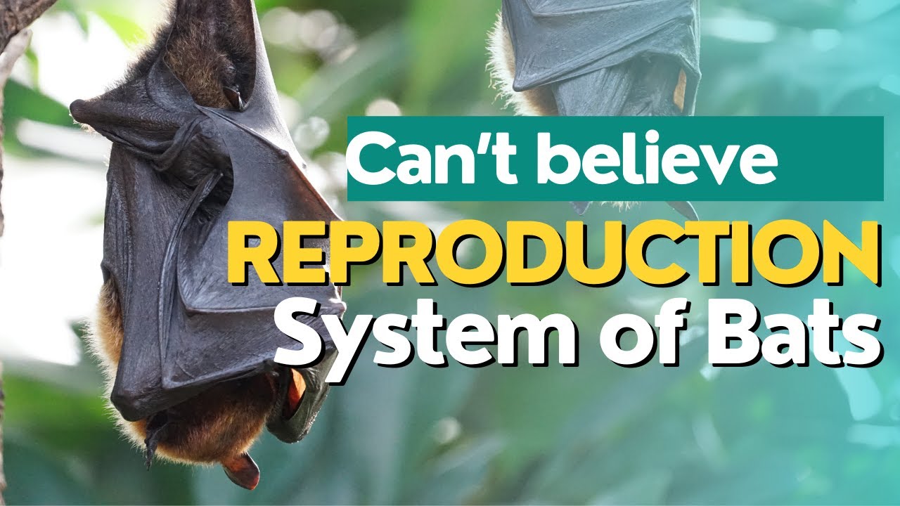 Penis Power: How Serotine Bats Conquered Reproductive Challenges - YouTube