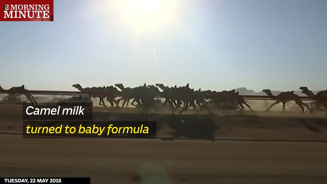 Camel milk turned to baby formula - YouTube