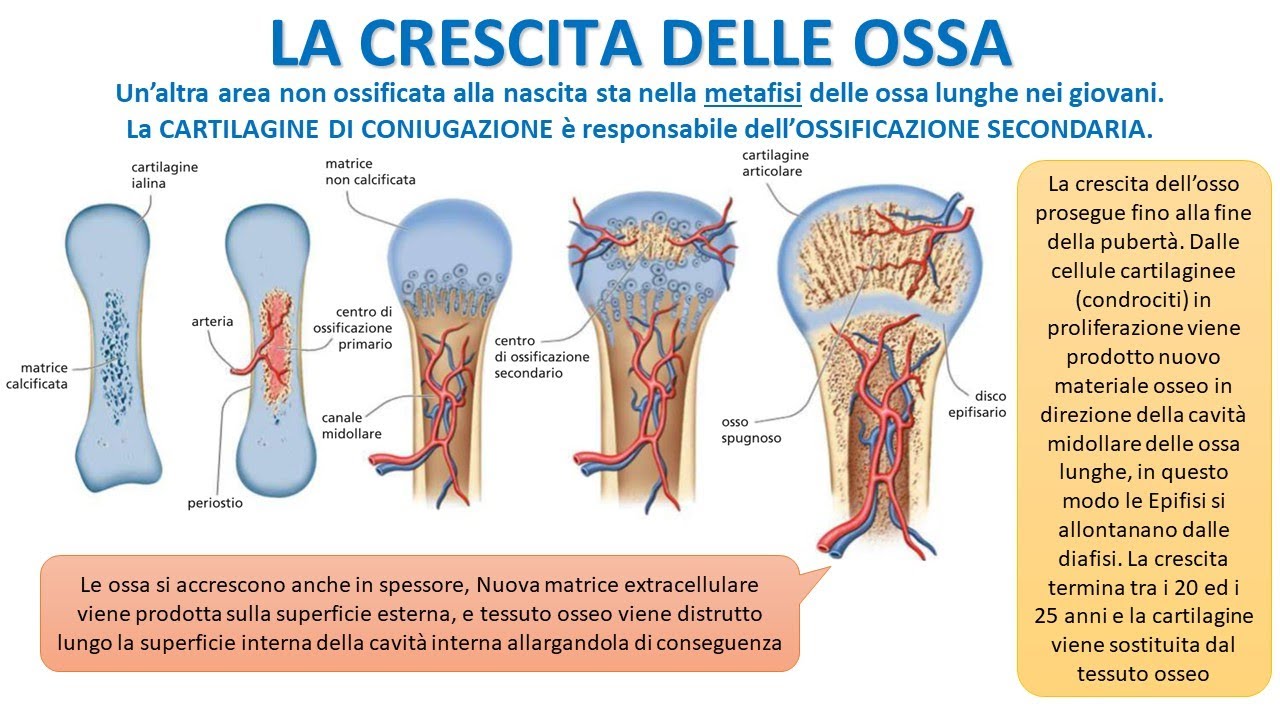 COME CRESCONO LE OSSA - YouTube
