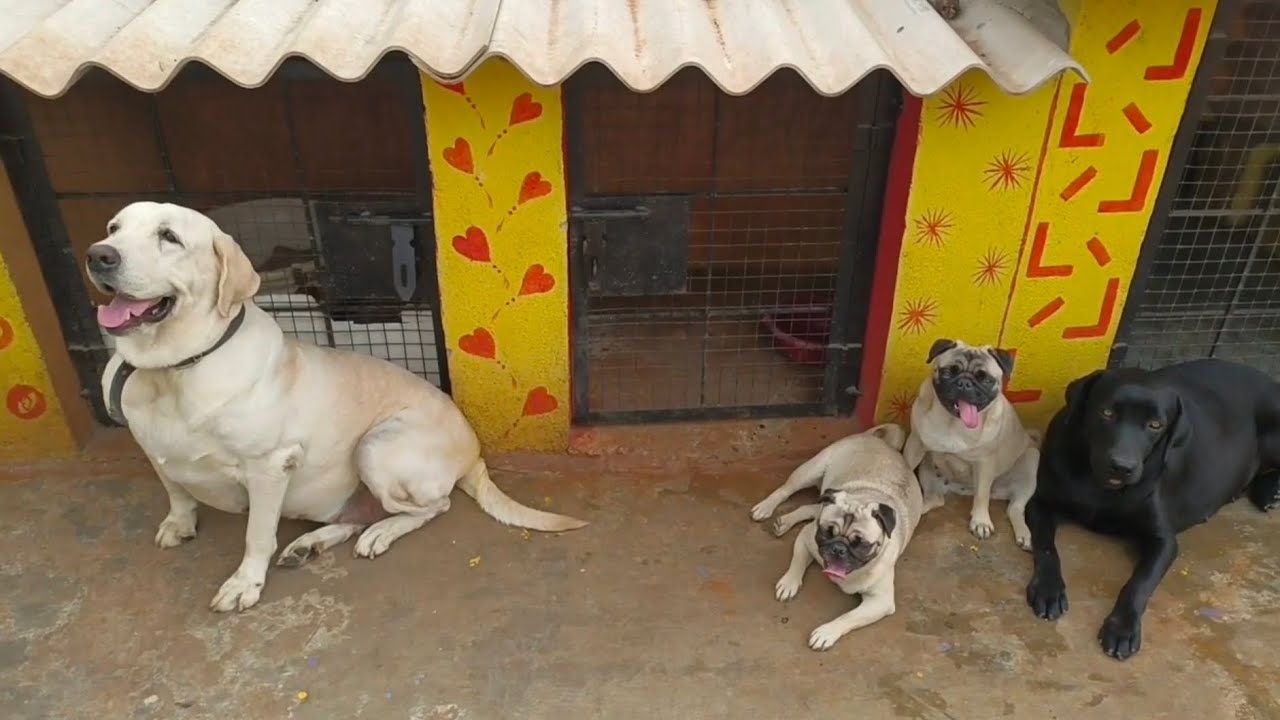 Cute Puppies Labrador and Pugs In our home playing funny - YouTube
