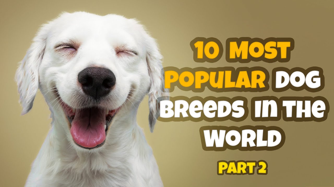 10 Most Popular Dog Breeds In the World - Part 02 - YouTube