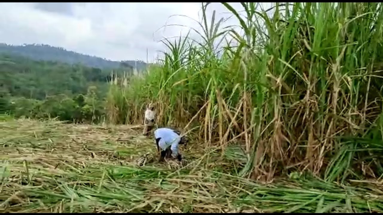 Tebang Tebu # part 5 malang selatan - YouTube
