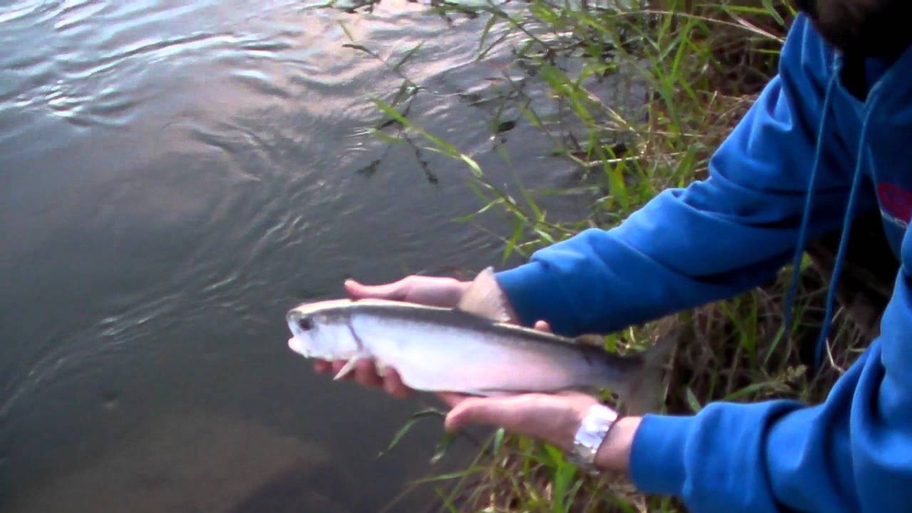 Fishing at Lillooet Lake - YouTube