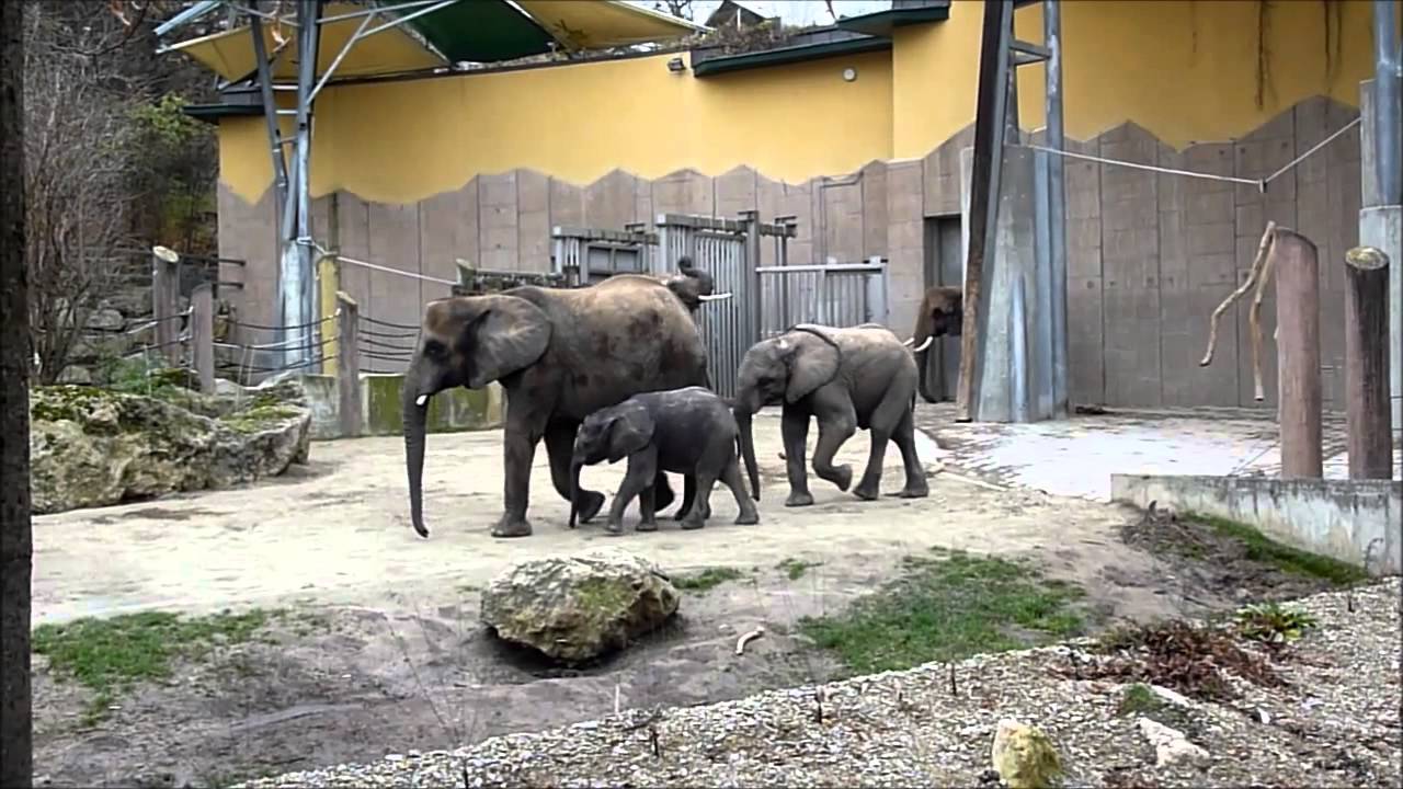 Vienna Zoo, Austria - Elephants - YouTube