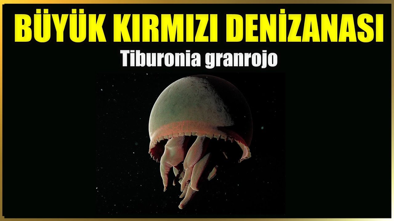 Rekabetin Efendisi: Büyük Kırmızı Deniz Anasının Hikayesi | Tiburonia ...