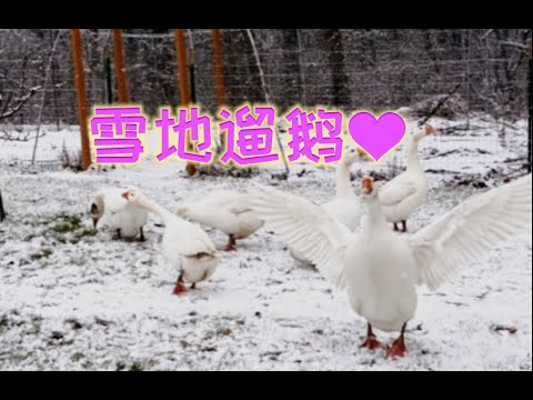 Geese Walking in the Snow - YouTube