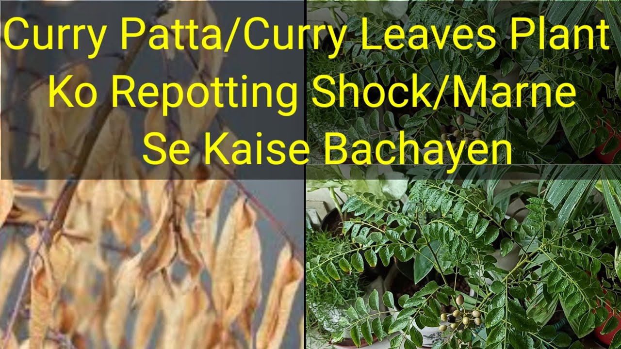 Curry Patta/Curry Leaves Plant🌱 ko repotting Shock/Marne Se Kaise ...