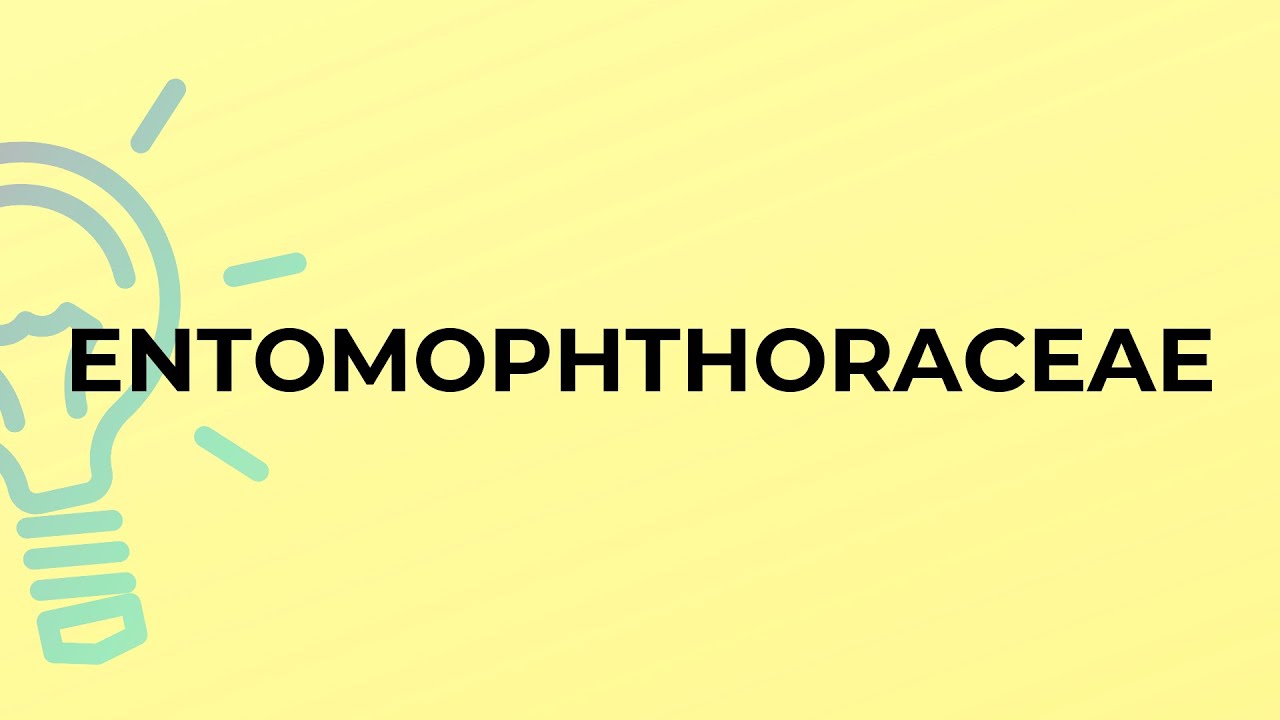 What is the meaning of the word ENTOMOPHTHORACEAE? - YouTube
