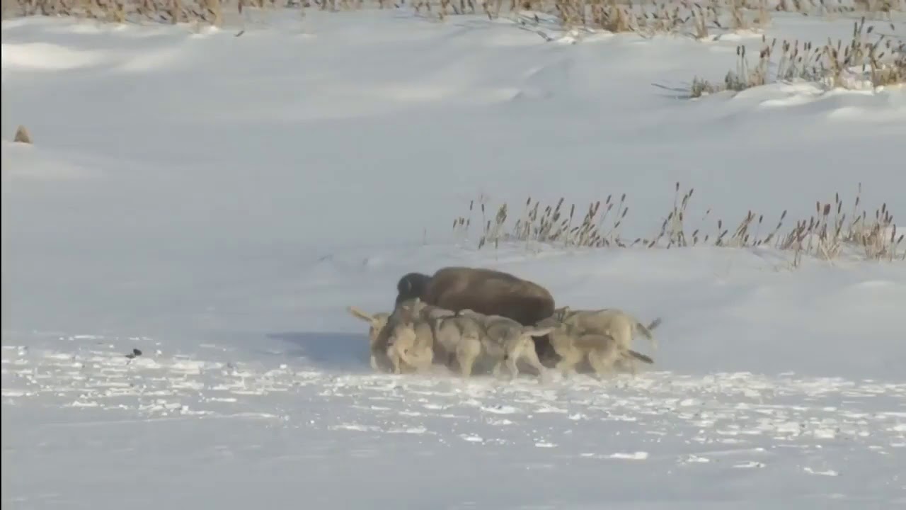 Bull VS Wolf تحدي ثور مع ذئاب - YouTube