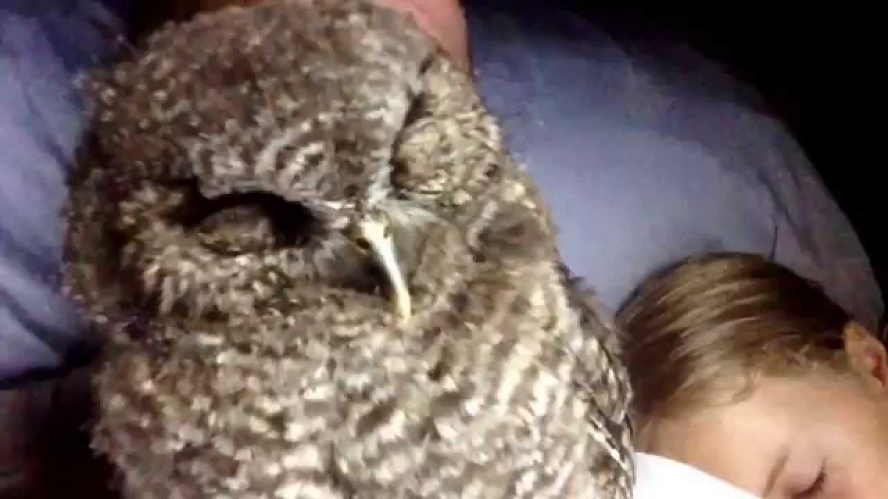 Midnight owl rescue of "Knowy" A Northern hawk owl ends in peaceful ...