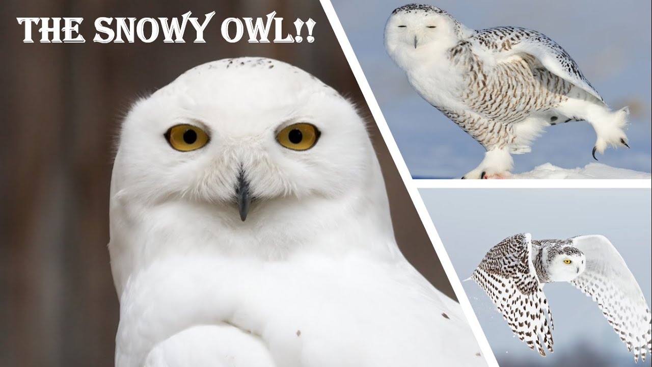 SNOWY OWL! - Science, Winter Animals, Wildlife, For Kids - YouTube