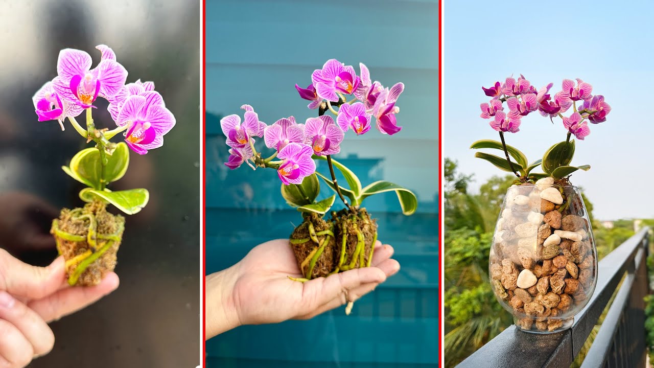 Growing Flowers Orchid in Micro Glass Jars. Small Beautiful Orchid ...