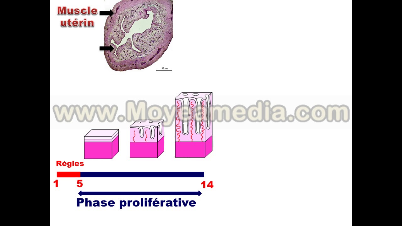 Cycle de la muqueuse utérine - YouTube