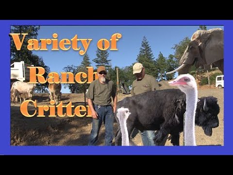 THE VARIETY OF CRITTERS ON THE RANCH - YouTube