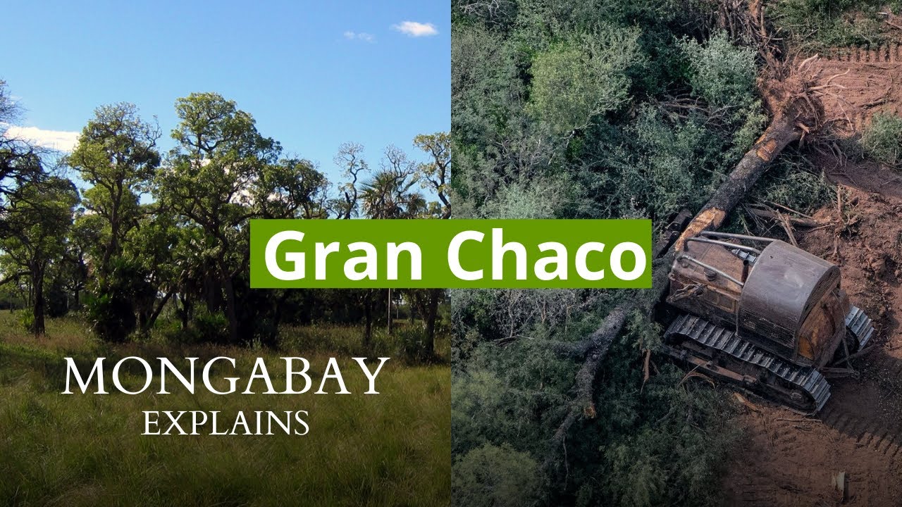 What is the Gran Chaco? | Mongabay Explains - YouTube