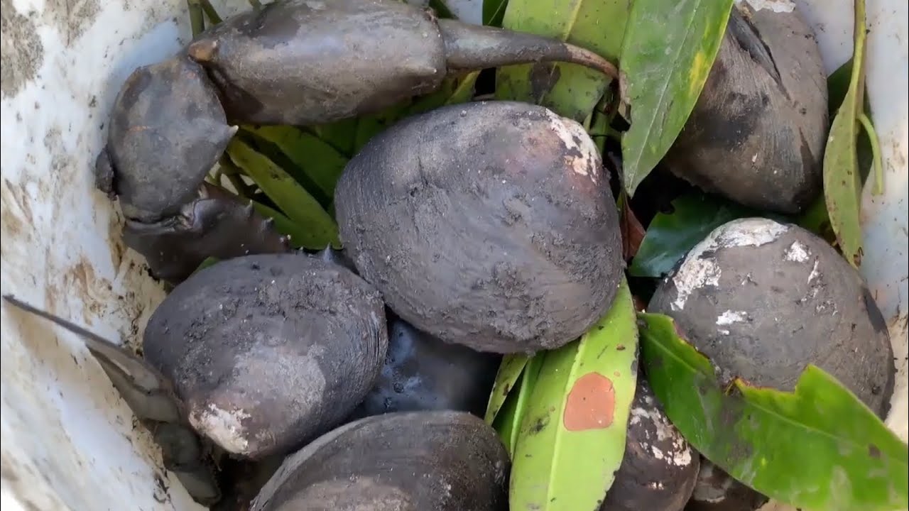MUD MUSSELS 💪🏽 MUD CRAB small taste - YouTube