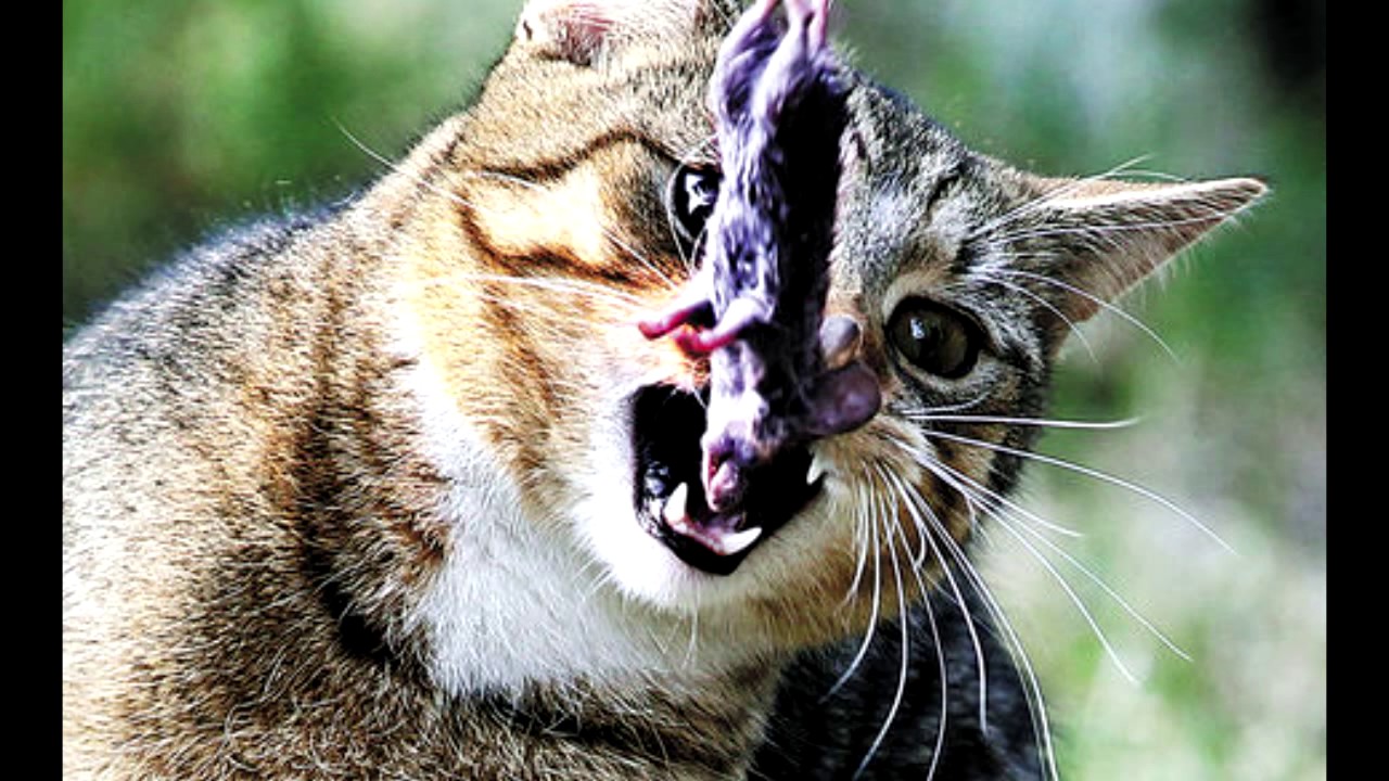 Mini video sobre la especie Felis Silvestris Catus (gato doméstico ...