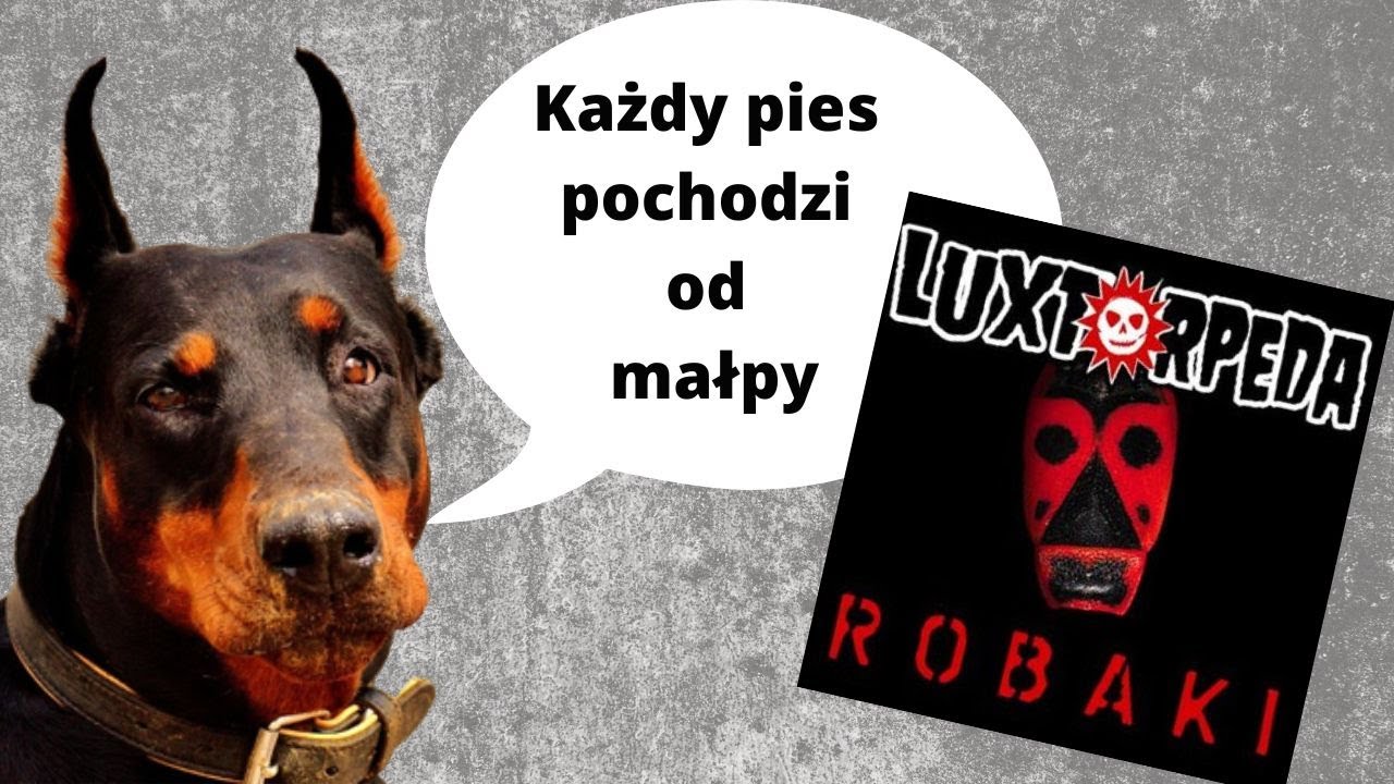 101. Wilki, robaki i pies Darwina. Luxtorpeda, Robaki - YouTube