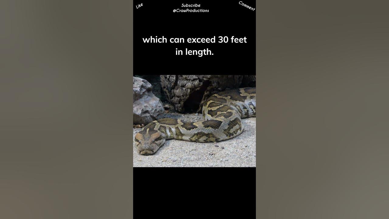 The world's longest snake species is the reticulated python #reptiles # ...