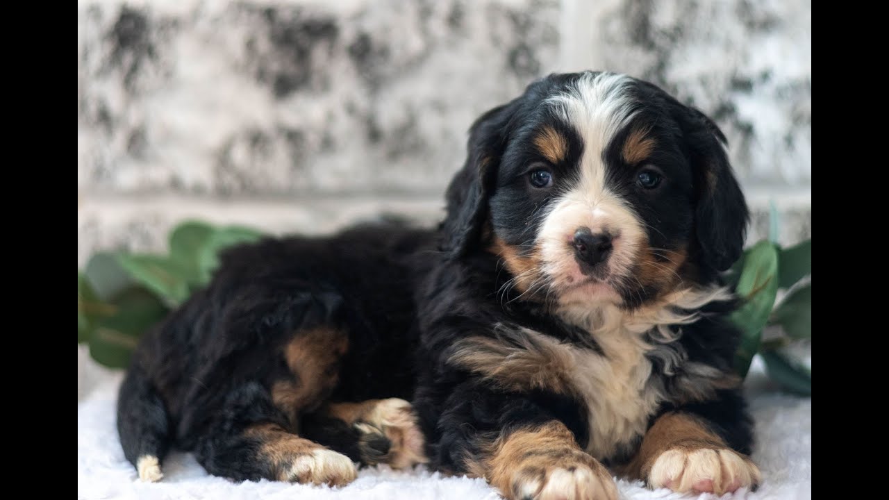Mini Bernese Mix Puppies for Sale - YouTube