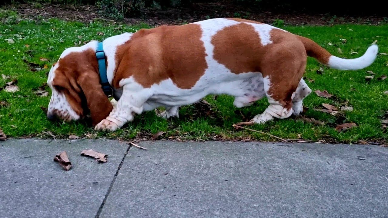 Basset hounds follow their noses - YouTube