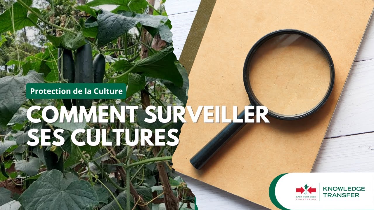 Protection de la culture partie 1 - Comment surveiller ses cultures ...