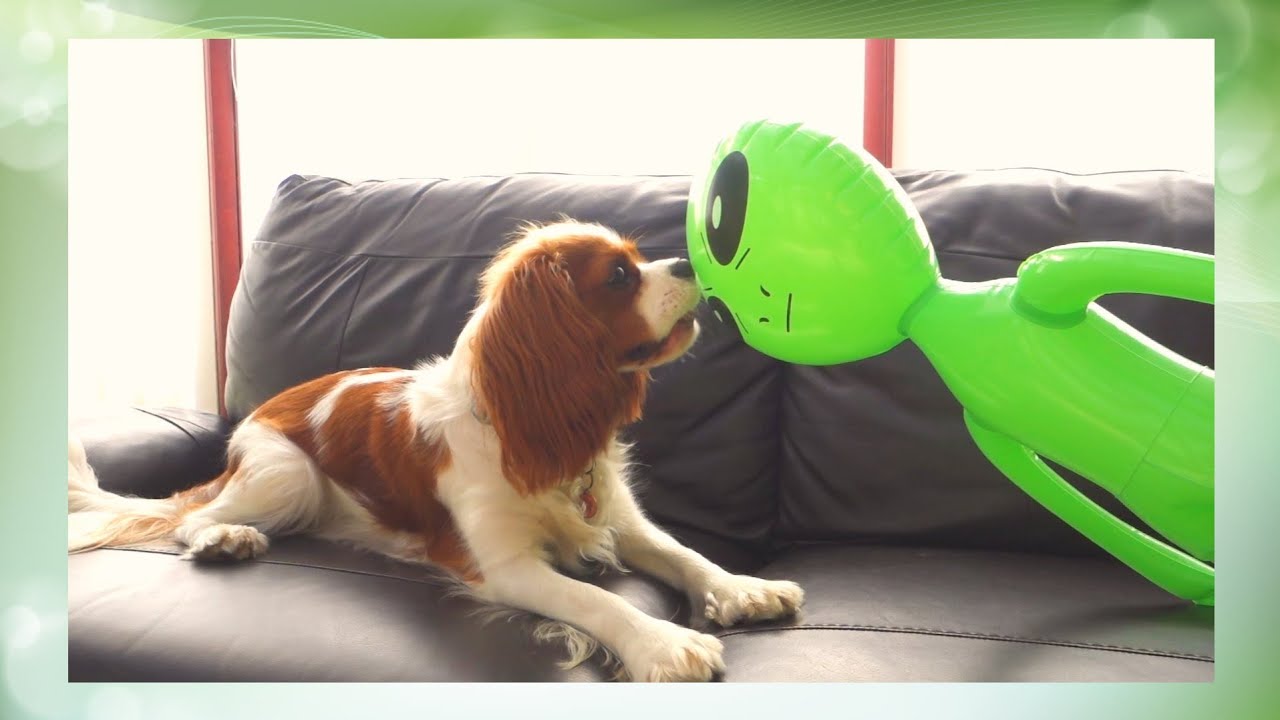 Dog vs Alien Prank - Dog Pranks Cavalier King Charles Puppy 🐕‍🦺😀 - YouTube