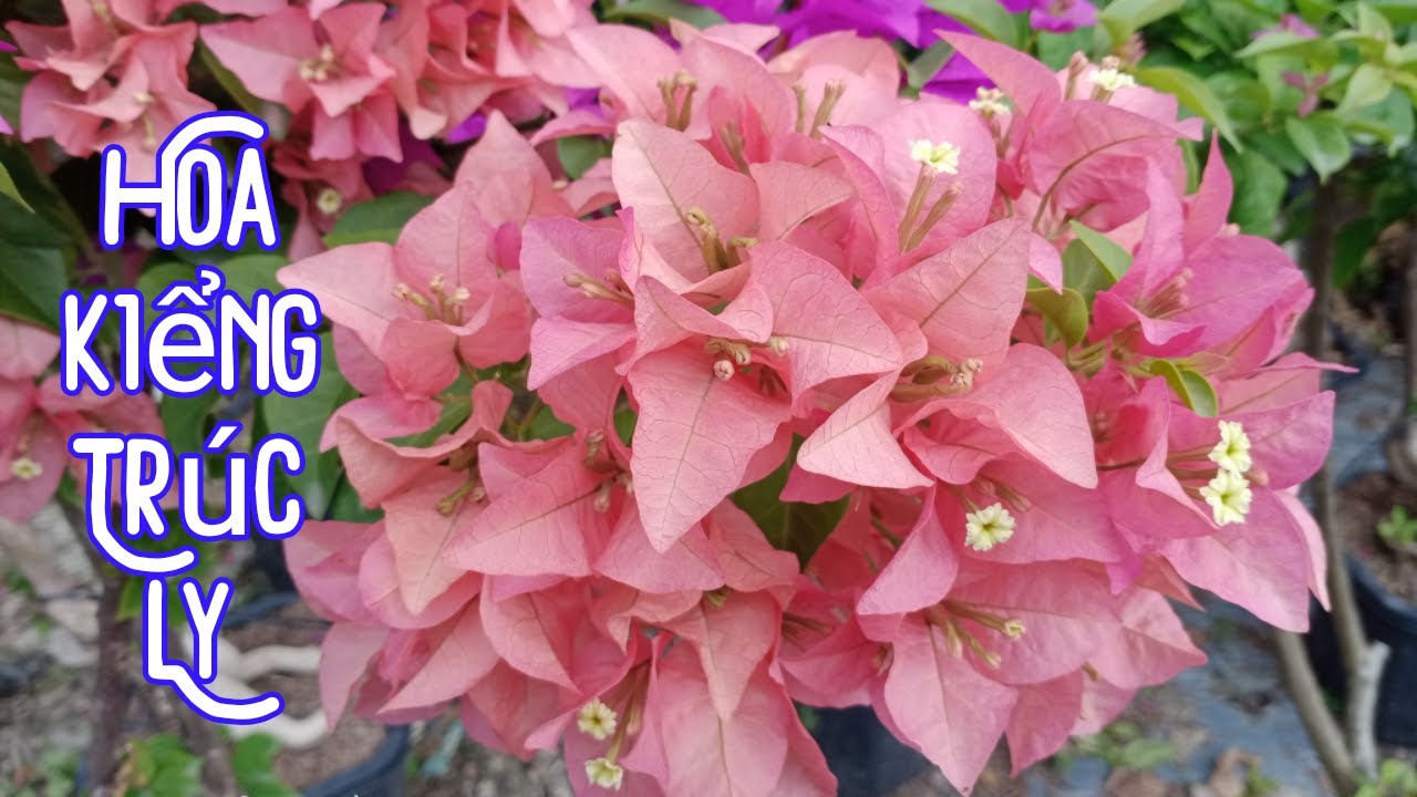 20/1/24💥Trúc Ly 👉Giao lưu hoa giấy chitra ice kayata, rượu vang, tím ...