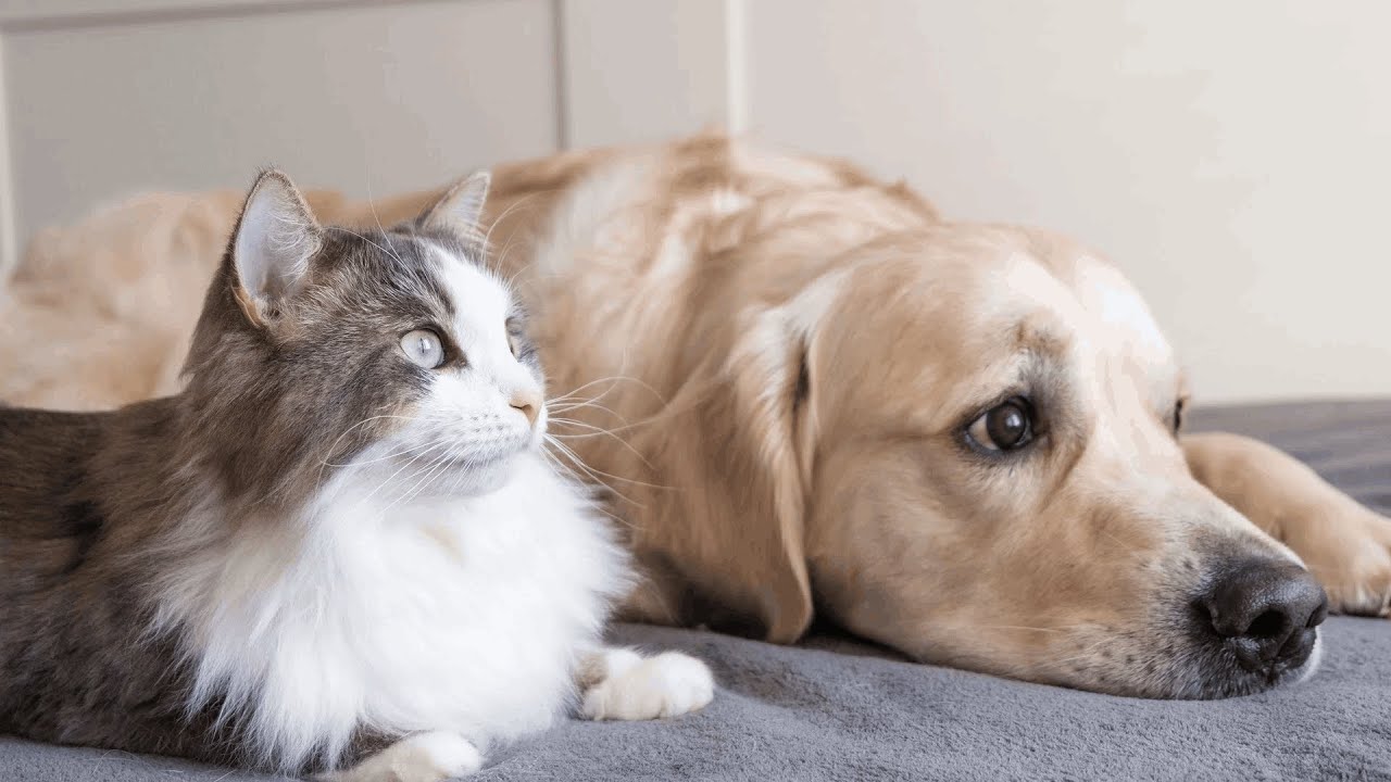 Interesting Ways Cats Show Their Love To Their Owners Youtube