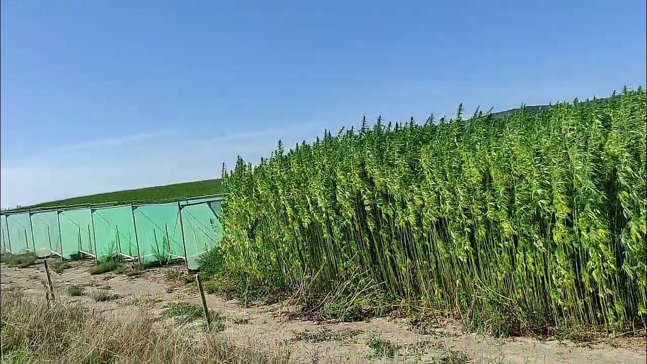 Выращивание конопли в Германии / Плантация марихуаны / Конопляные поля ...